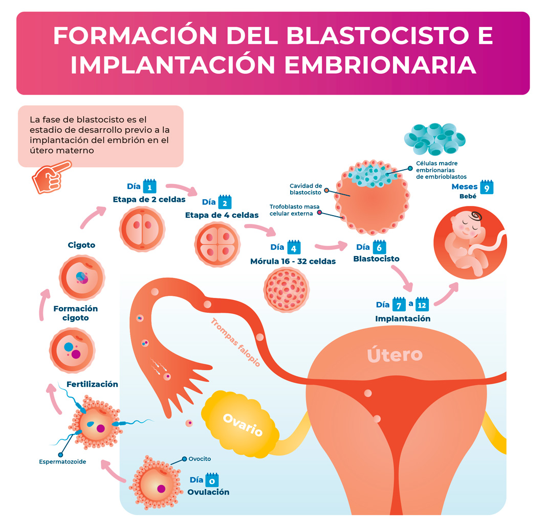 Implantación embrionaria y fallo de implantación, qué son Implantación embrionaria y fallo de implantación, qué son