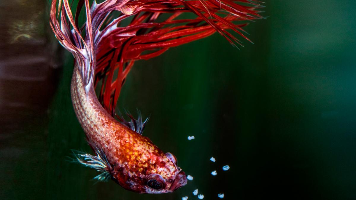 Pez Betta Hembra Embarazada Peces Compatibles Con Betta Para El